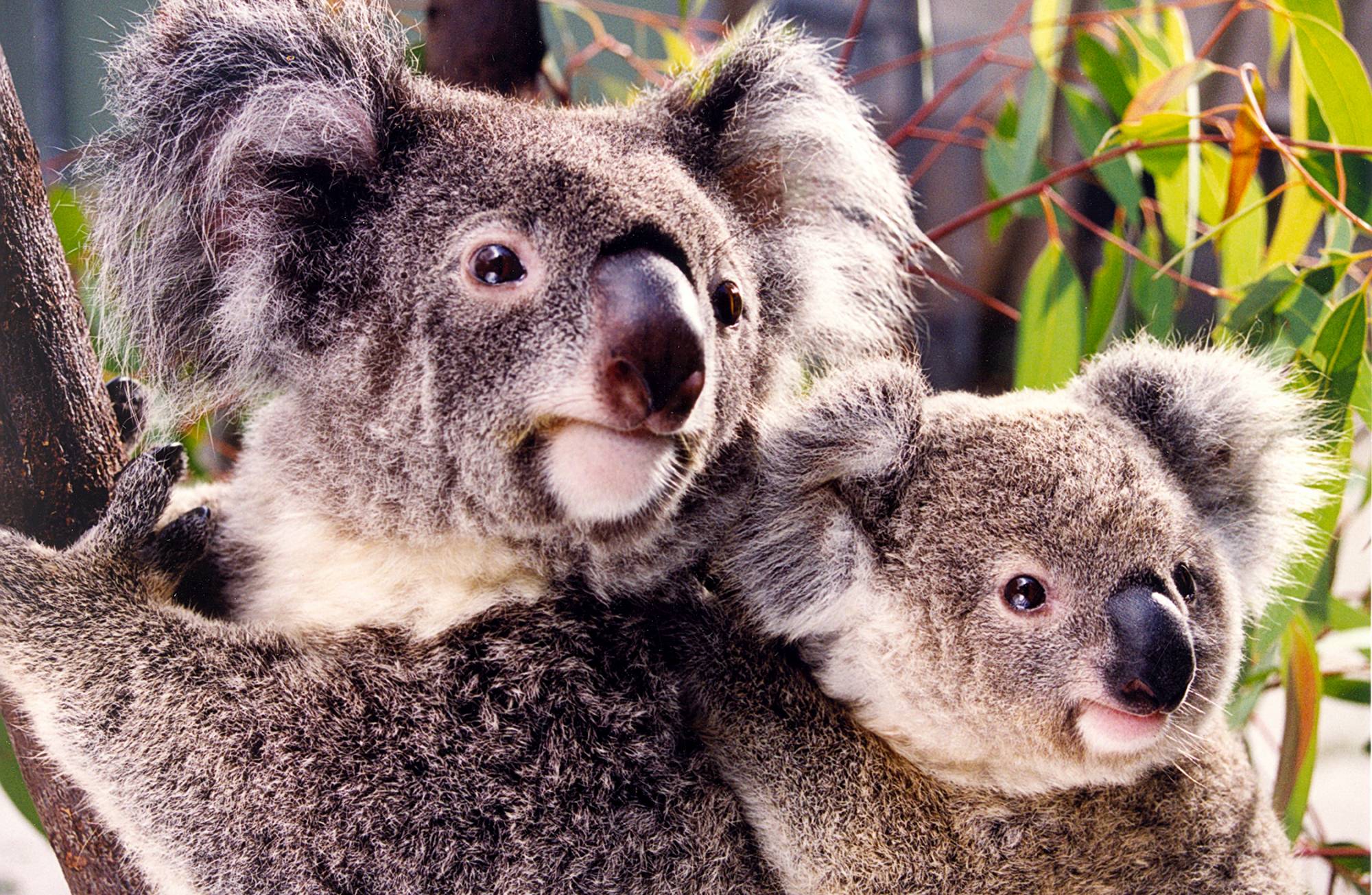 Australian Inspiration | Famous Australian Sayings & Quotes