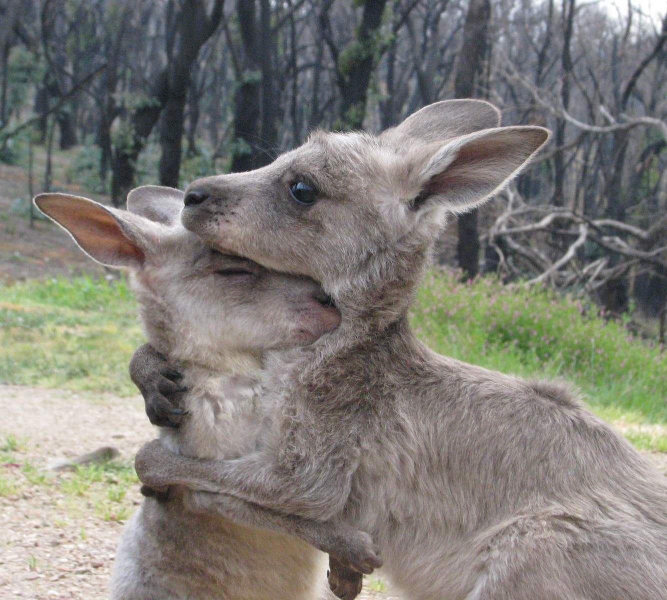 Australian Inspiration | Famous Australian Sayings & Quotes